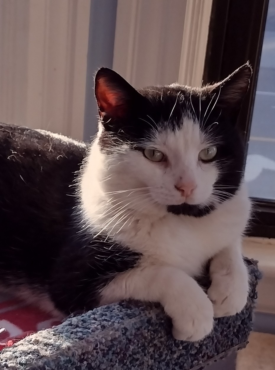 Jebediah Is WSCR Cat Of The Week | News, Sports, Jobs - Post Journal